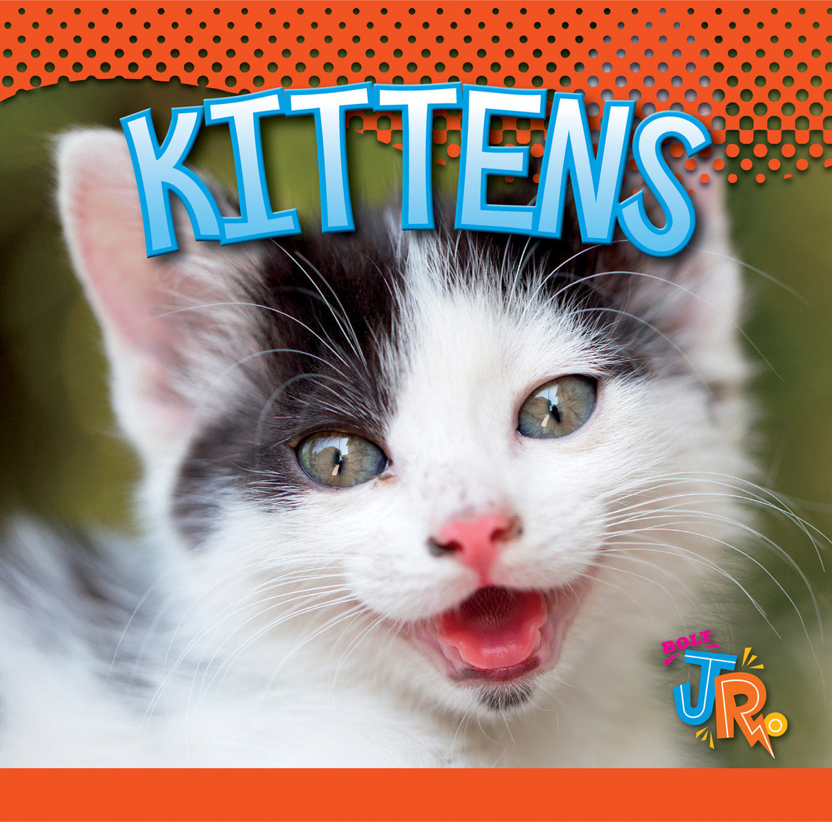 Kittens – The Creative Company