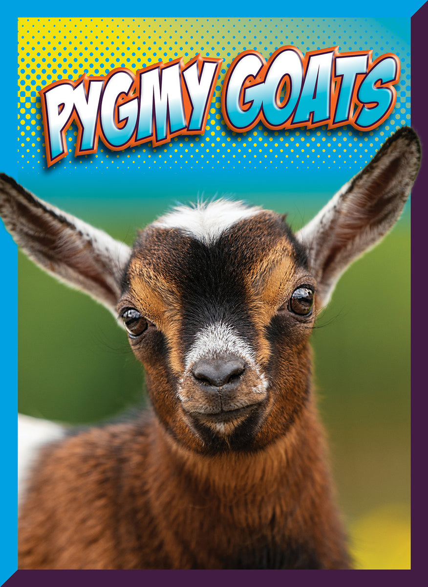 Pygmy Goats – The Creative Company