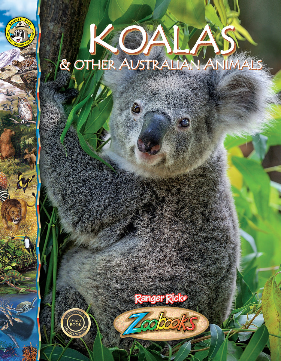Koalas and Other Australian Animals – The Creative Company