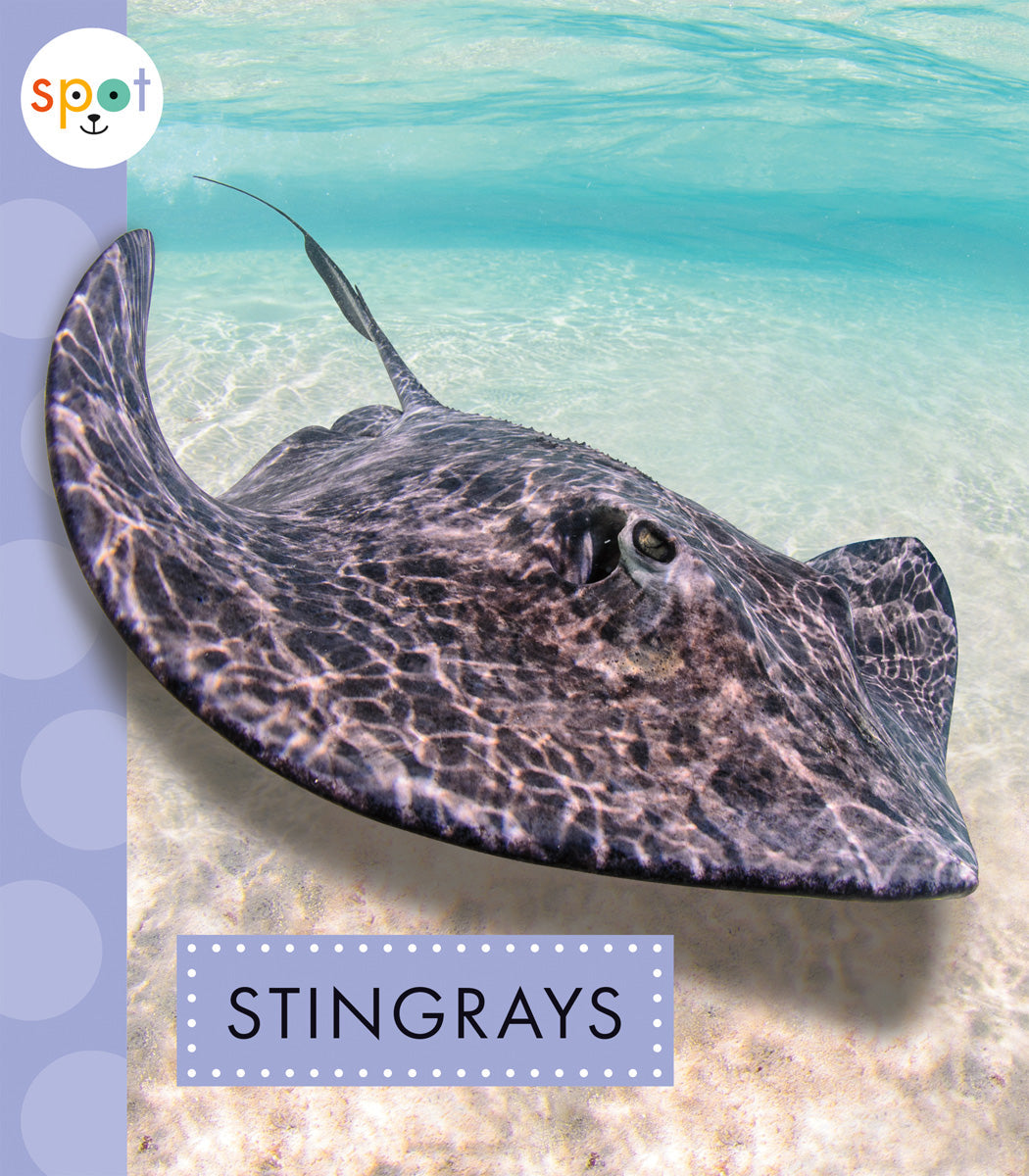 Stingrays – The Creative Company
