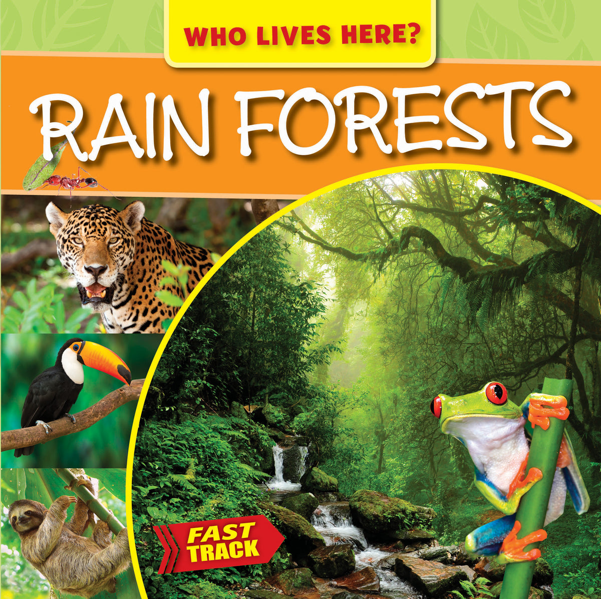 Rain Forests – The Creative Company