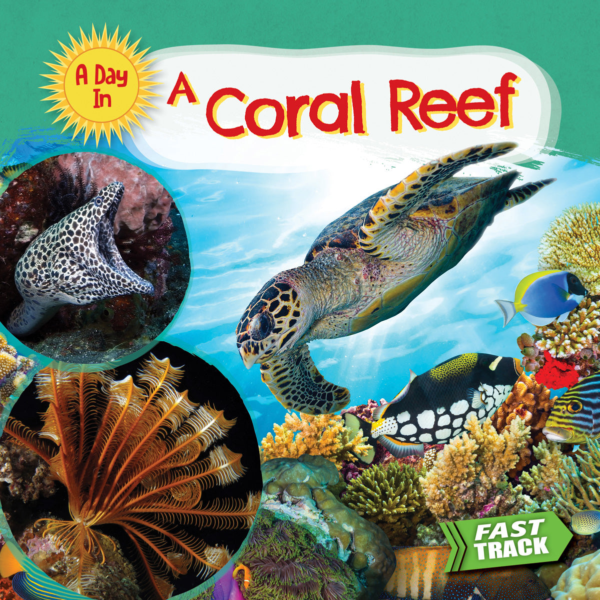 A Coral Reef Adventure: Discover Marine Life Today – The Creative Company