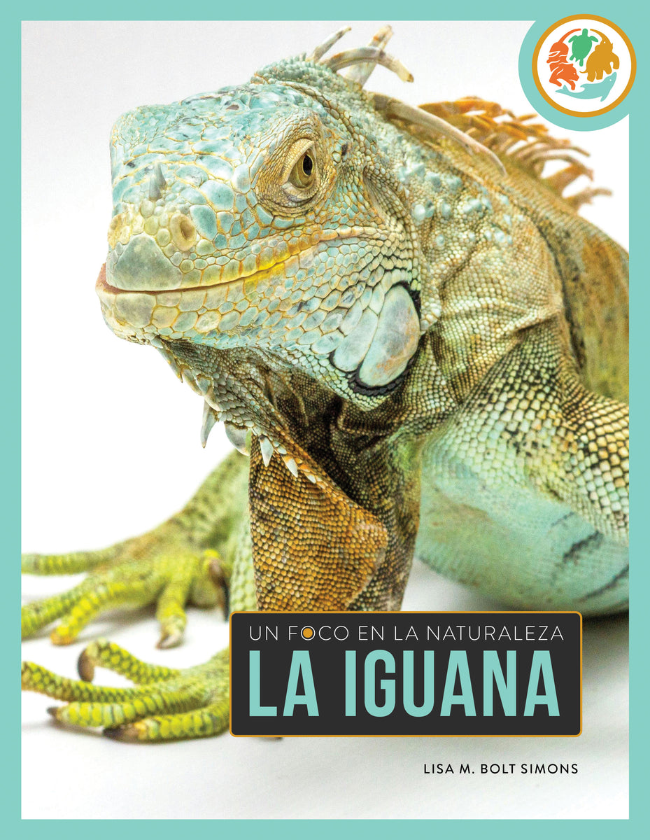La iguana – The Creative Company