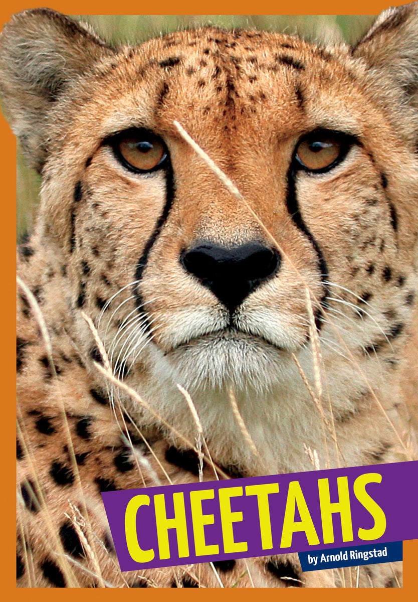 Cheetahs – The Creative Company