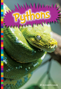 Pythons – The Creative Company