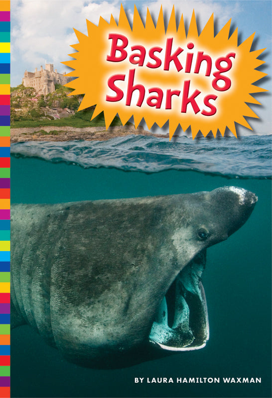 Basking Sharks – The Creative Company