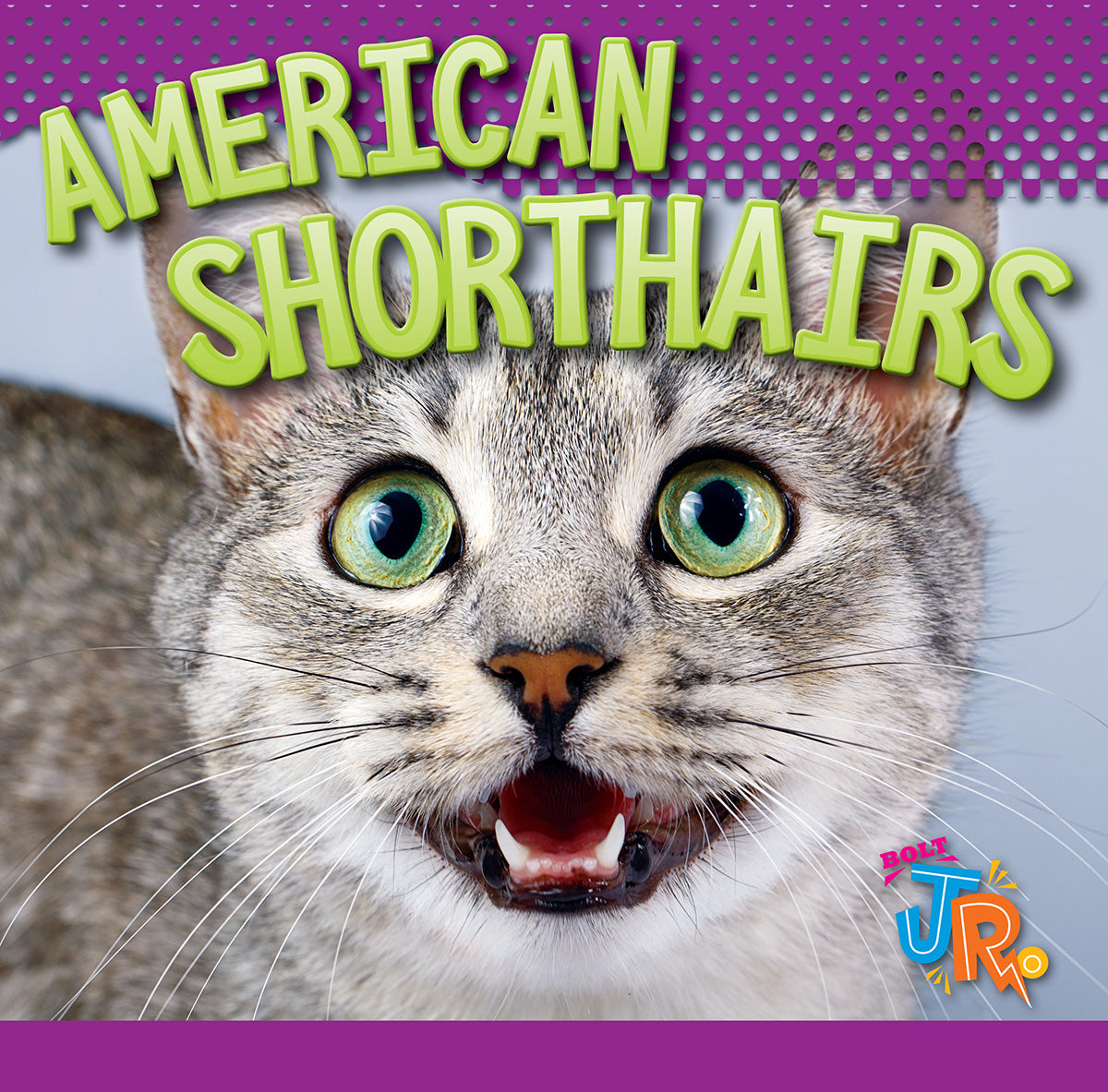 American Shorthairs – The Creative Company Shop