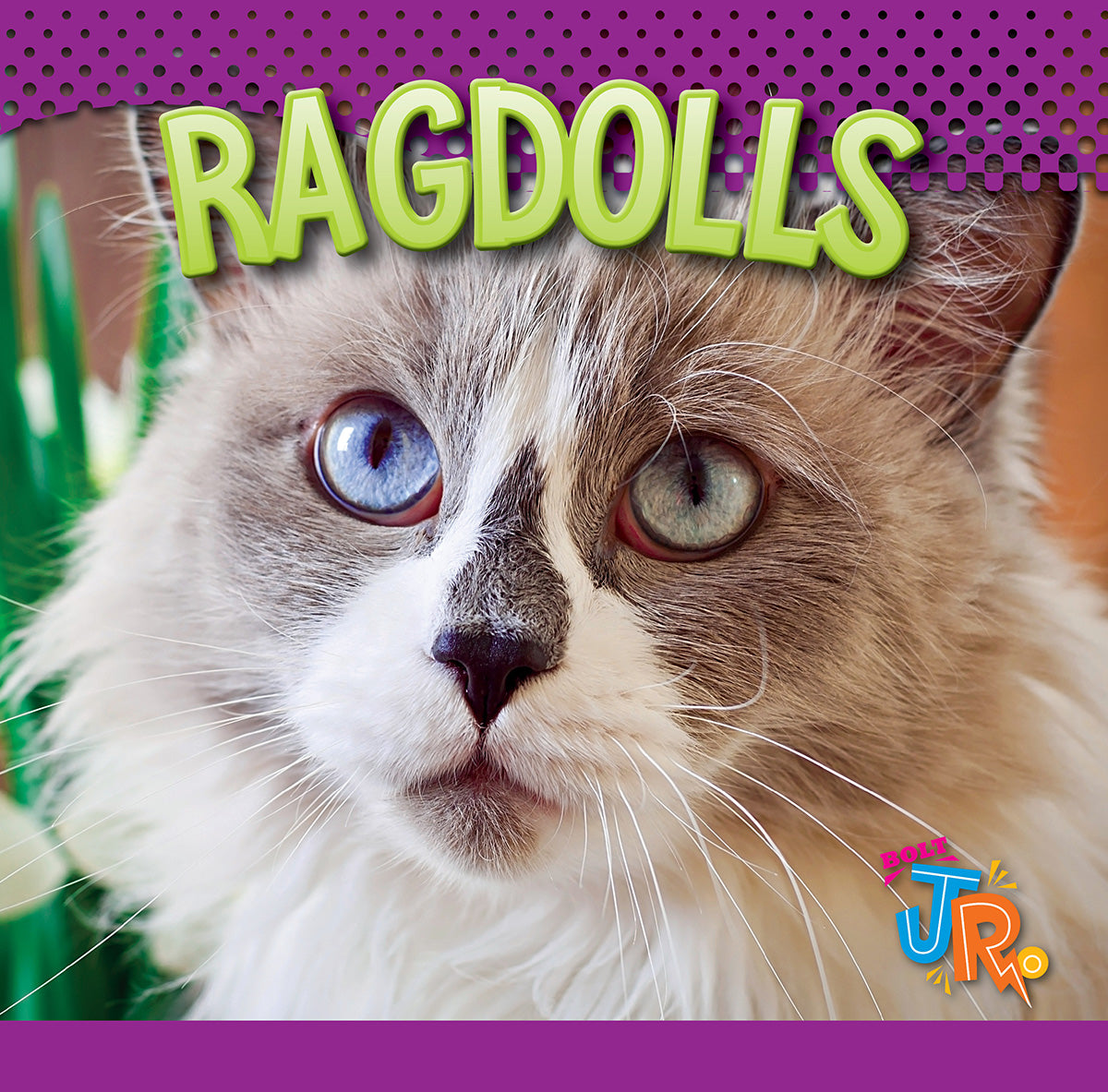Ragdolls – The Creative Company Shop
