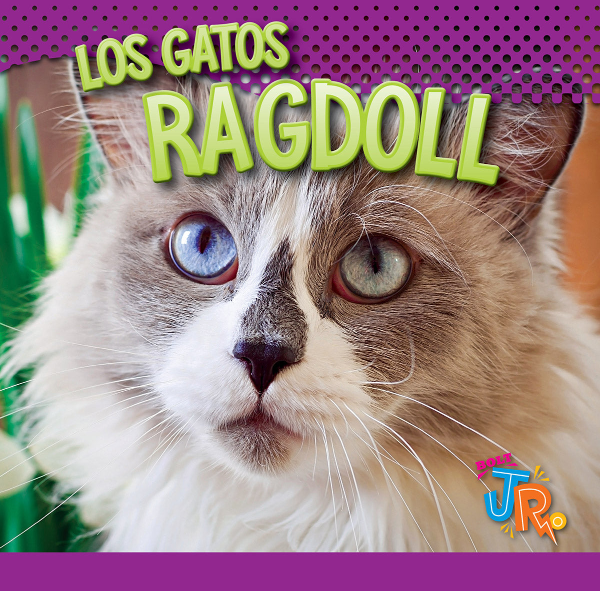 Los gatos ragdoll – The Creative Company Shop