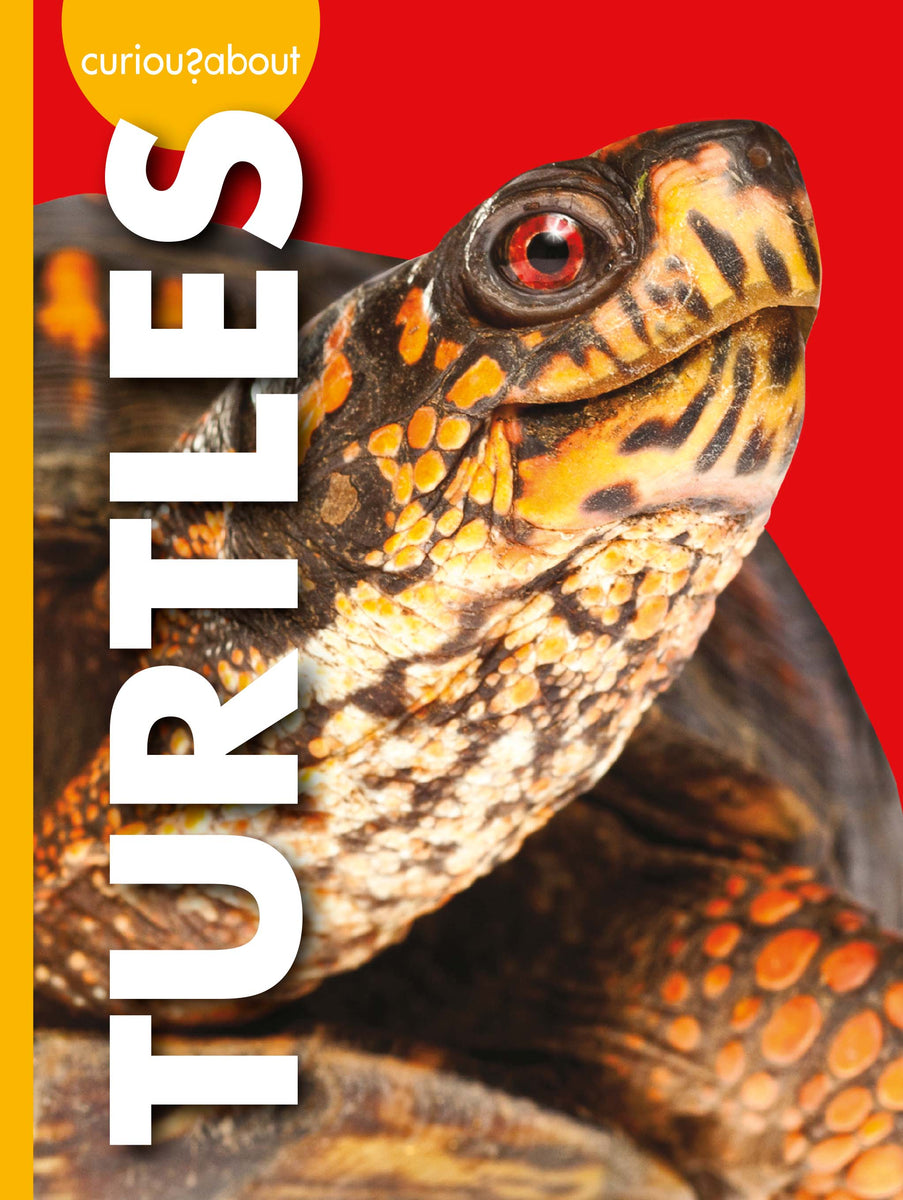 Curious about Turtles – The Creative Company