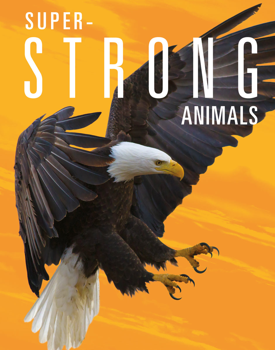 Super-Strong Animals – The Creative Company