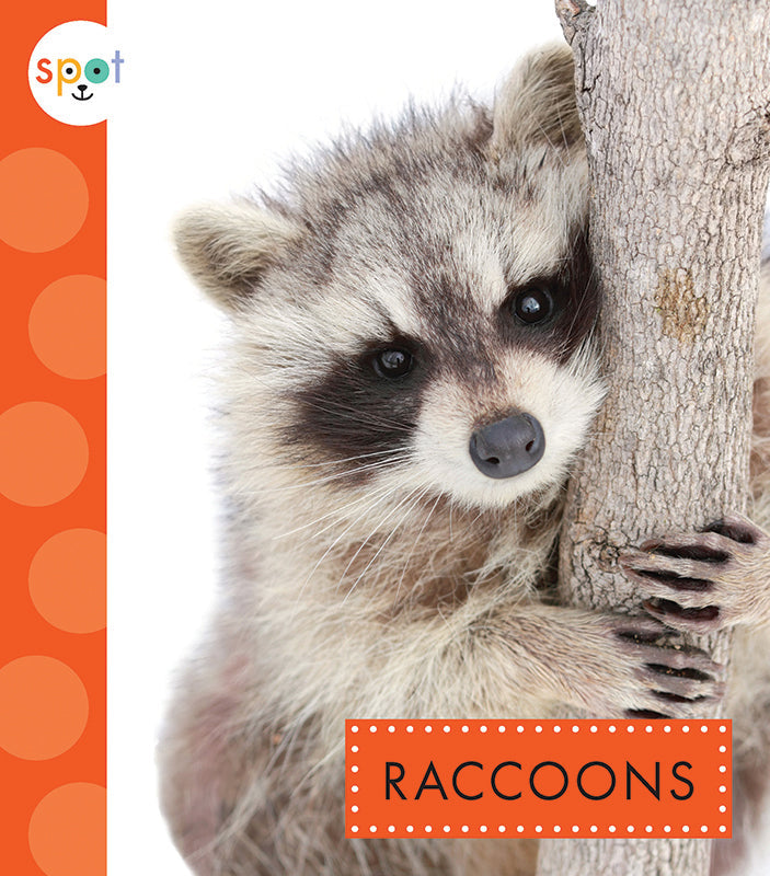 Raccoons – The Creative Company