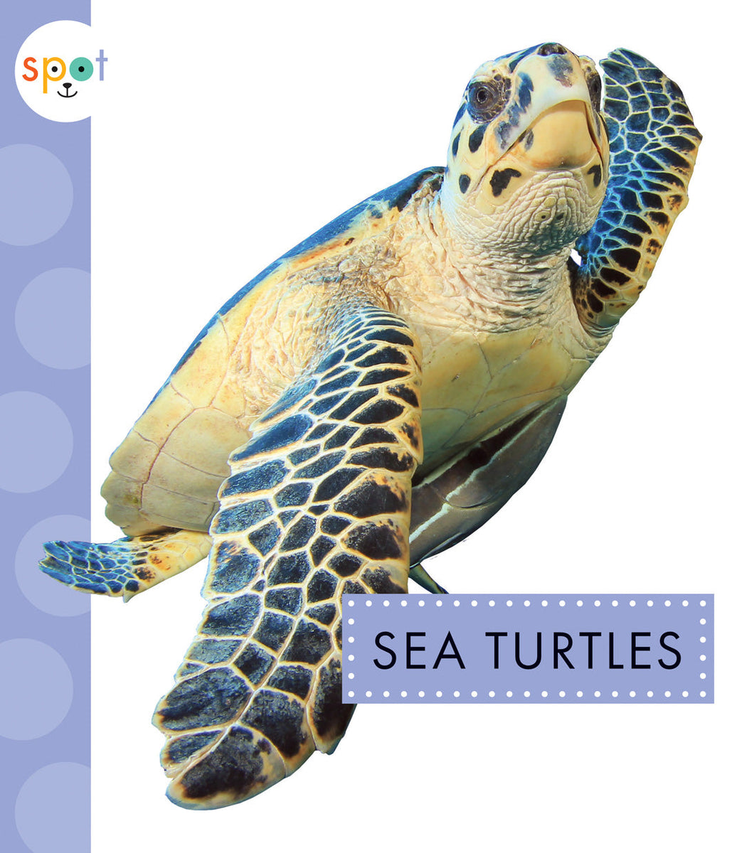 Sea Turtles – The Creative Company