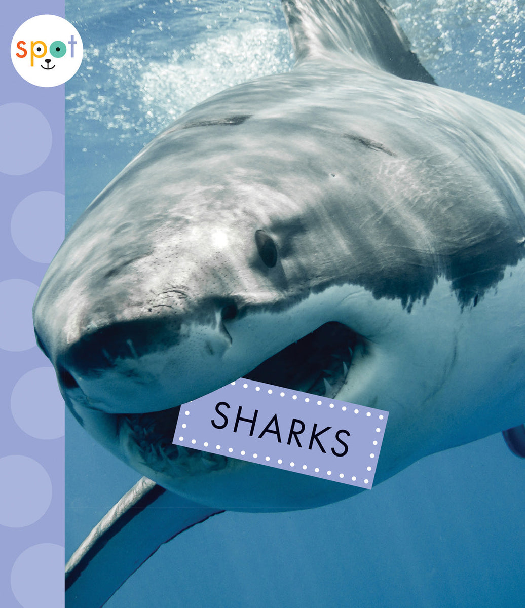 Sharks – The Creative Company