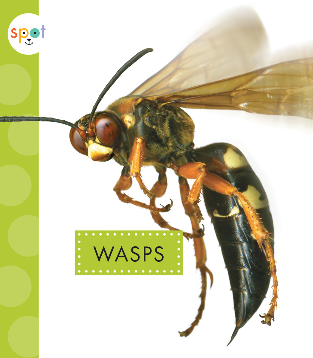 Wasps – The Creative Company