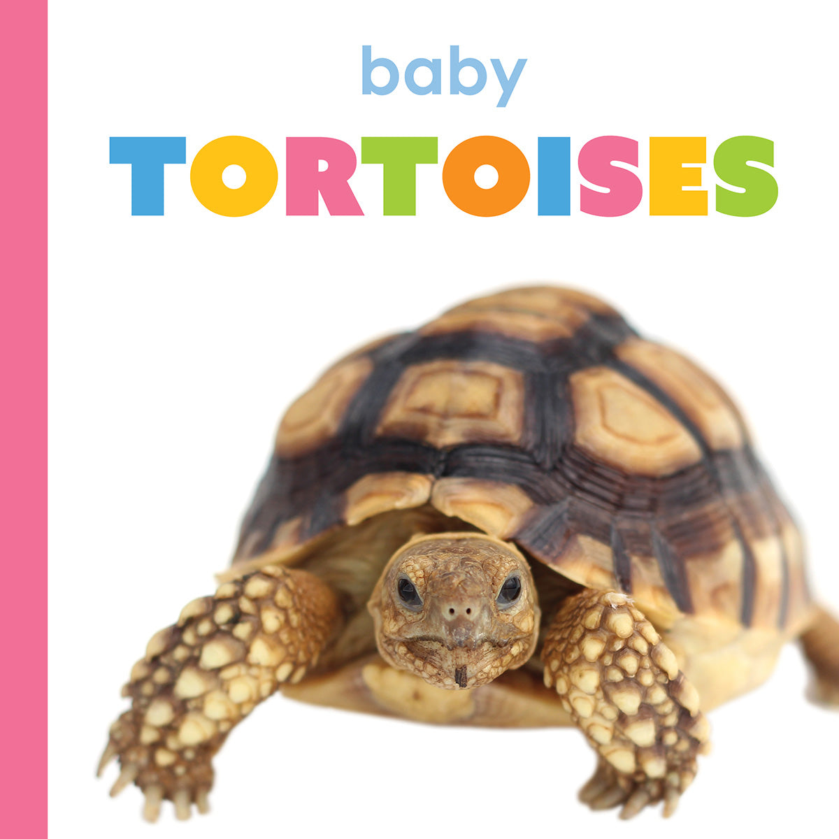 Baby Tortoises – The Creative Company