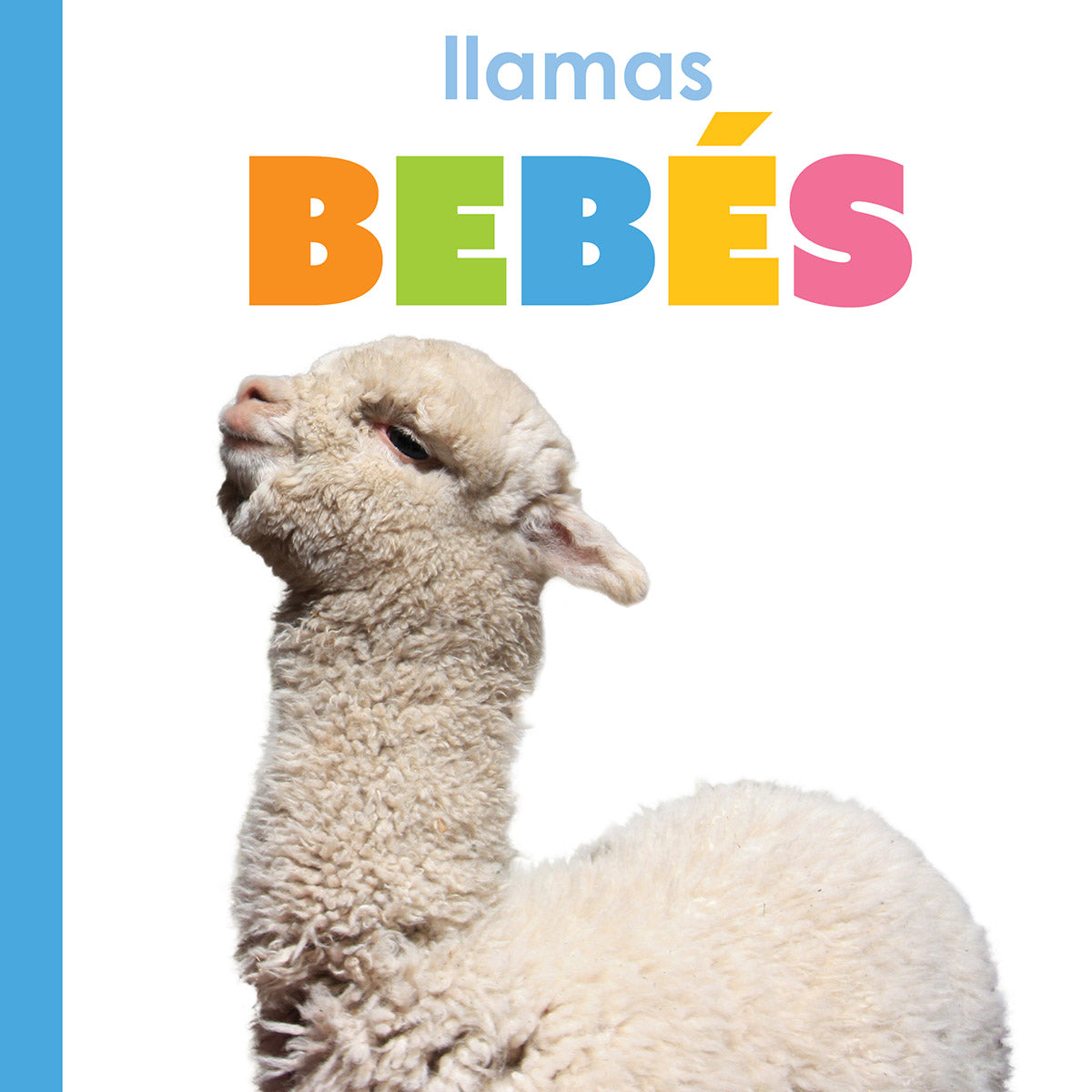 Llamas bebés – The Creative Company