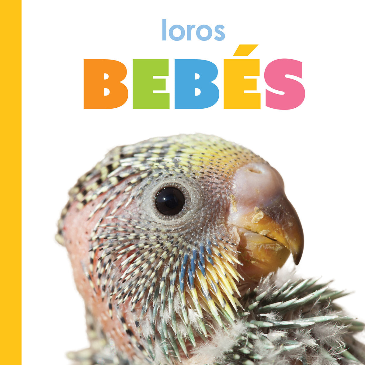 Loros bebés – The Creative Company