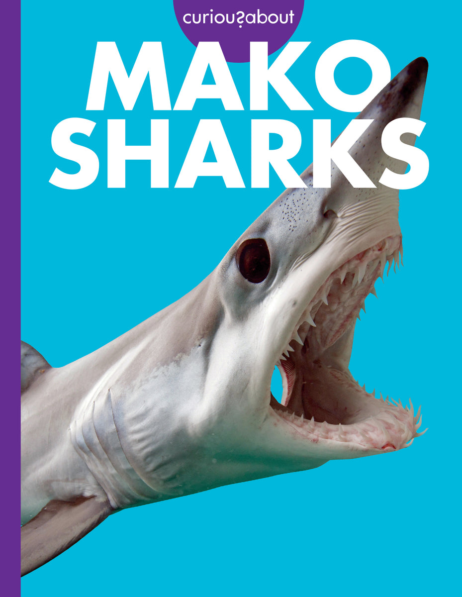 Curious about Mako Sharks – The Creative Company