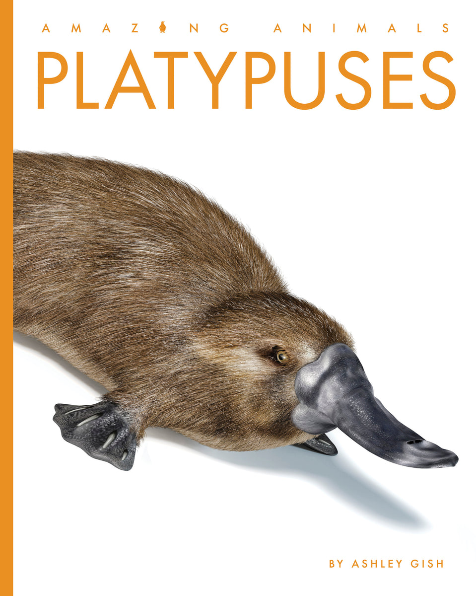 Platypuses – The Creative Company