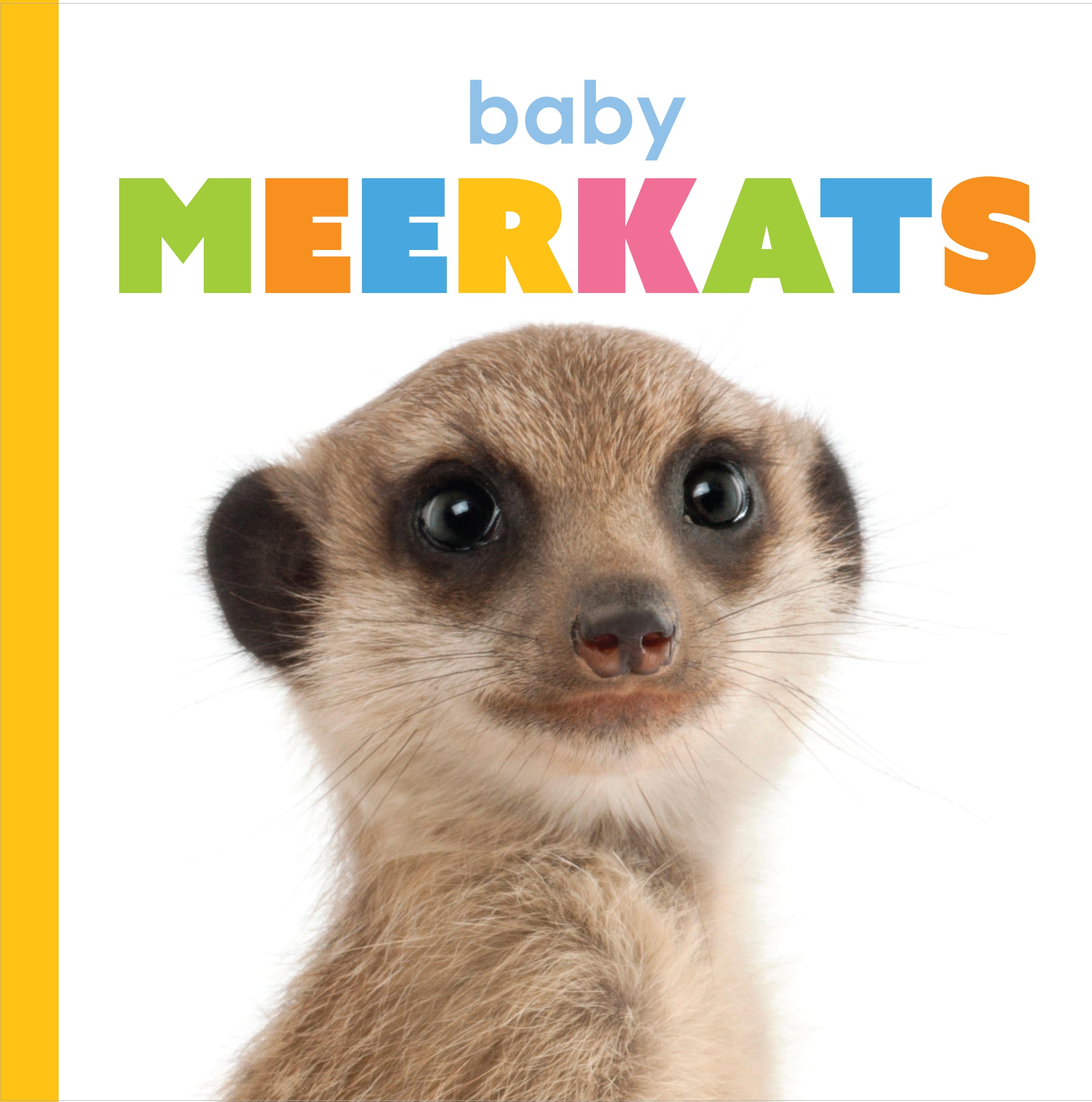 Baby Meerkat